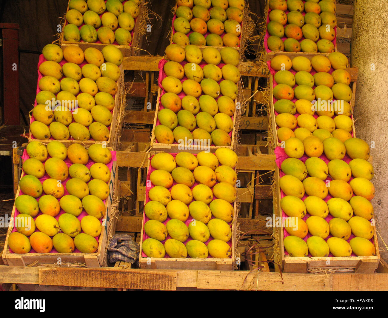 Ripen alphonso mango hi-res stock photography and images - Alamy
