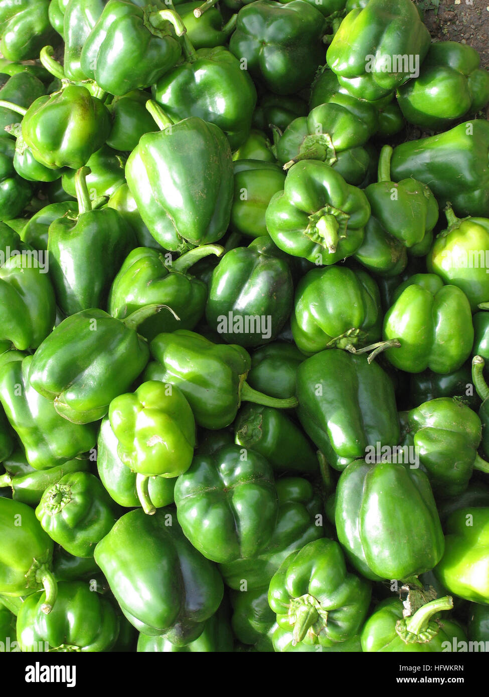 Sweet Capsicum (or Bell Capsicum), Capsicum annuum grossum, Capsicum is ...