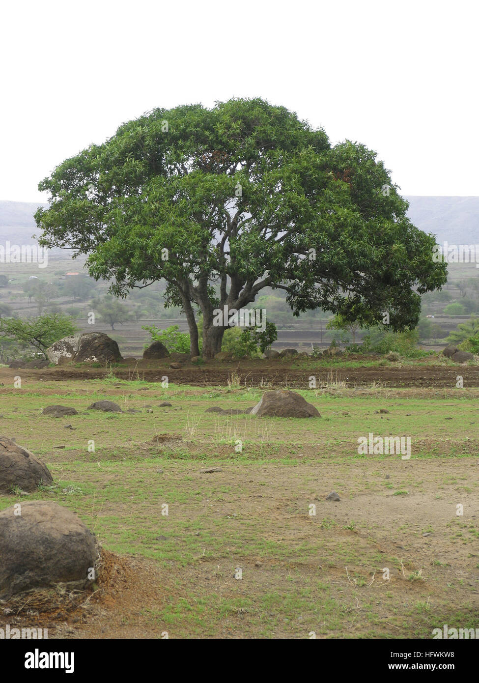 Mango Tree in an agricultural land Stock Photo - Alamy