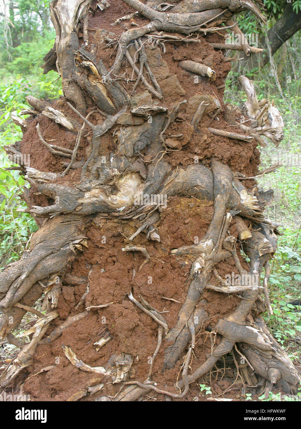 Dead tree roots hi-res stock photography and images - Alamy
