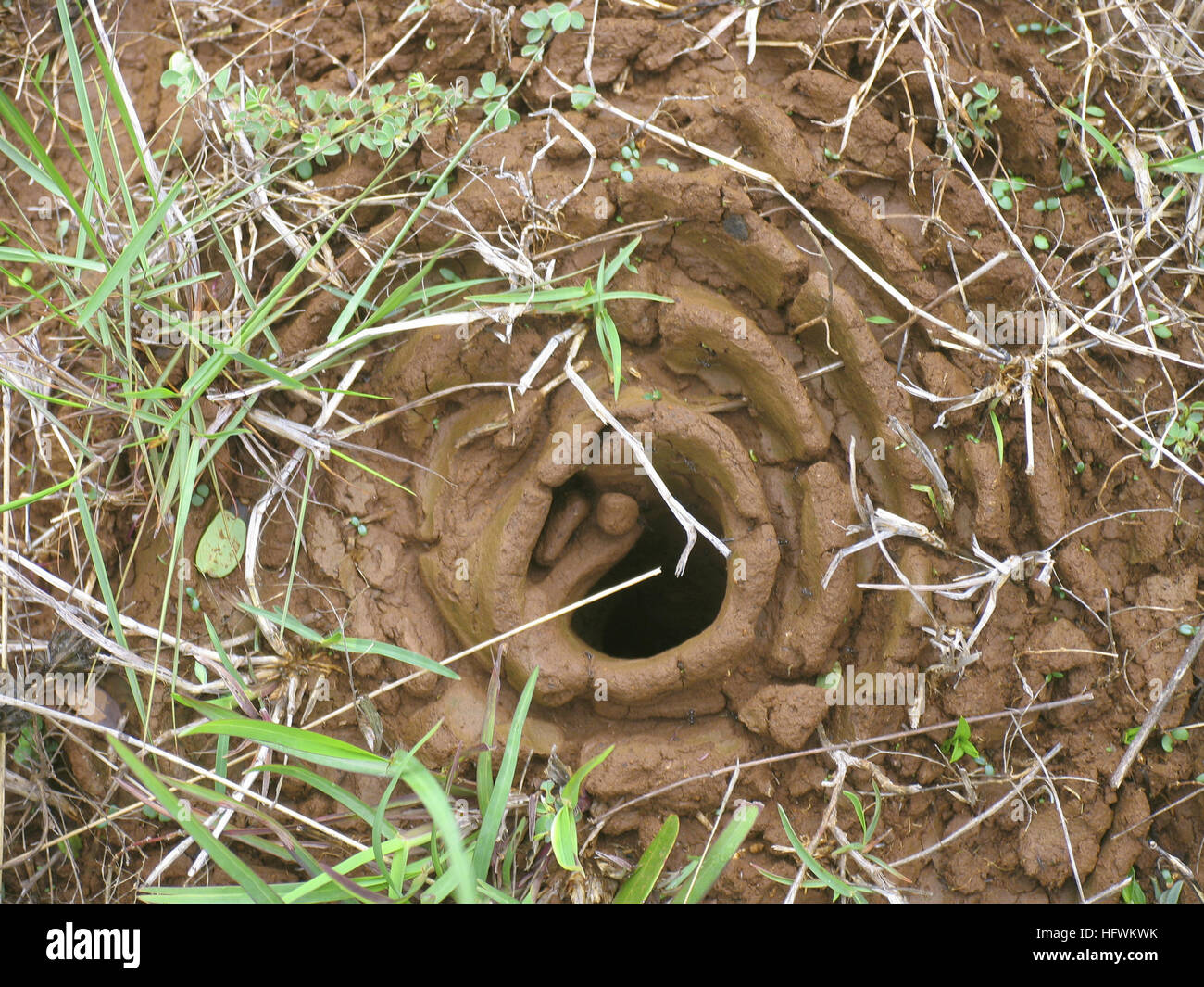 Ant Hill - Subterranean dwellings of ant colonies Stock Photo - Alamy