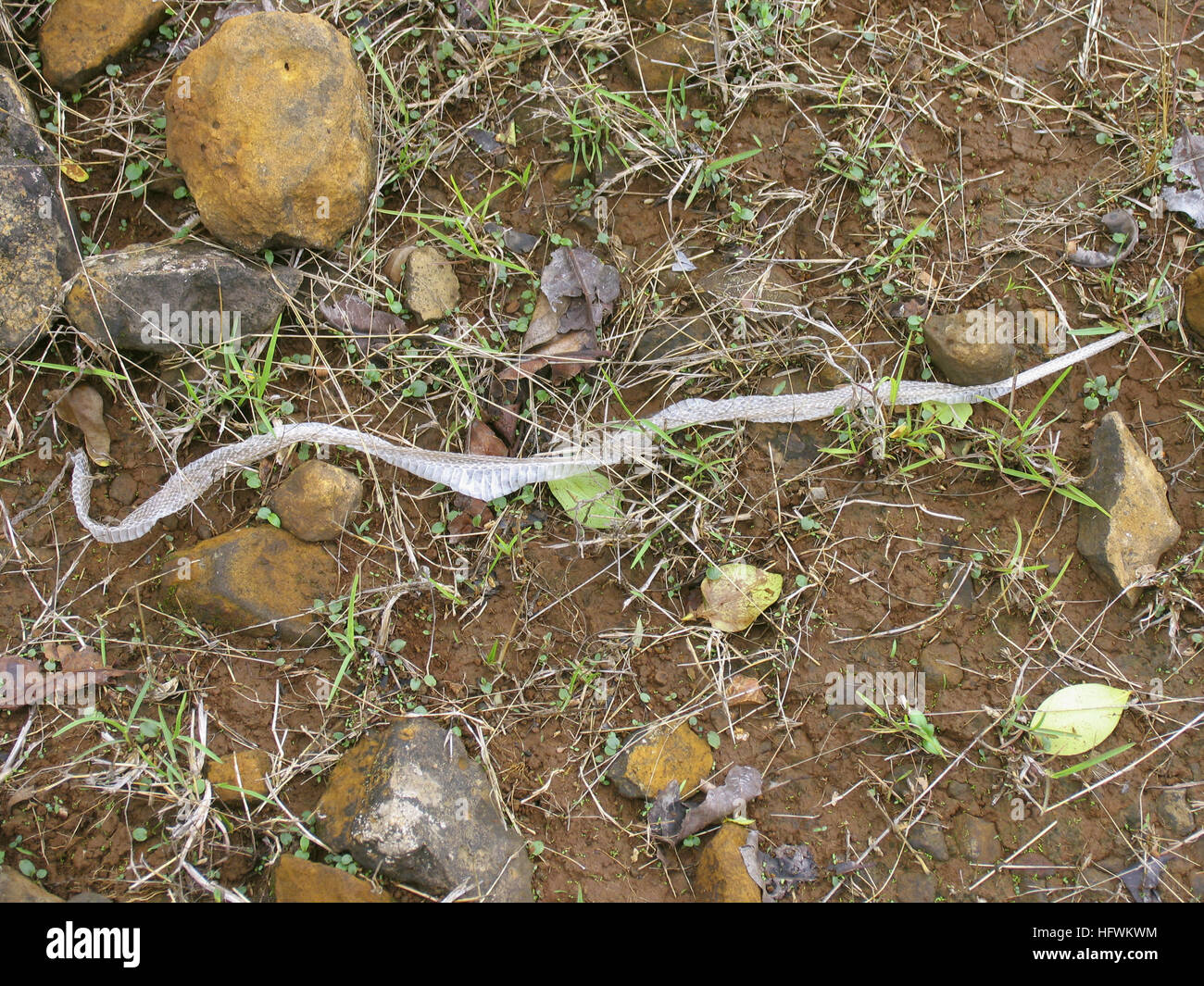 Molted Snake skin. A healthy snake sheds its skin in one piece. Found ...