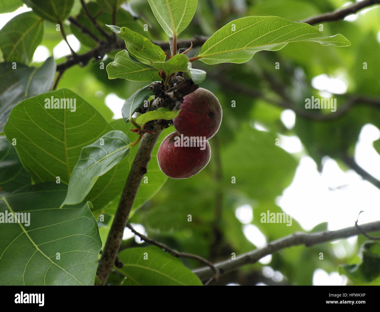 Fruits. Ficus Racemosa. Family: Moraceae. Wild fig tree Stock Photo - Alamy