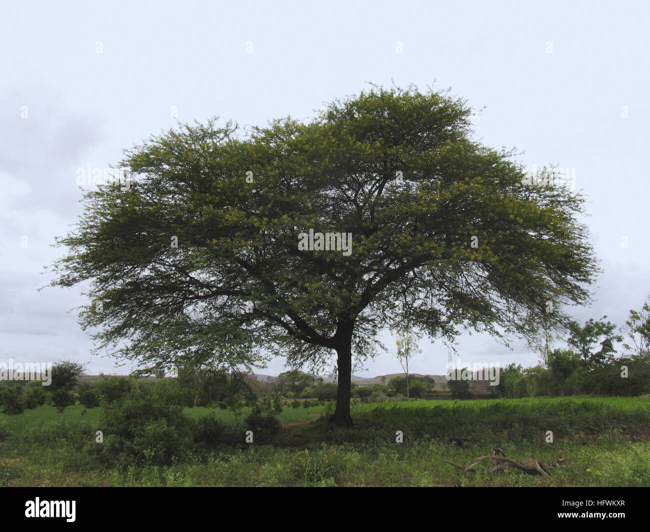 Acacia nilotica babhul tree india High Resolution Stock Photography and ...