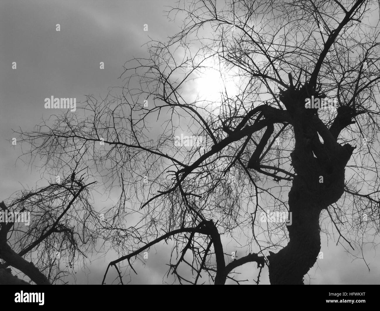 Barren tree against sunlight Stock Photo - Alamy