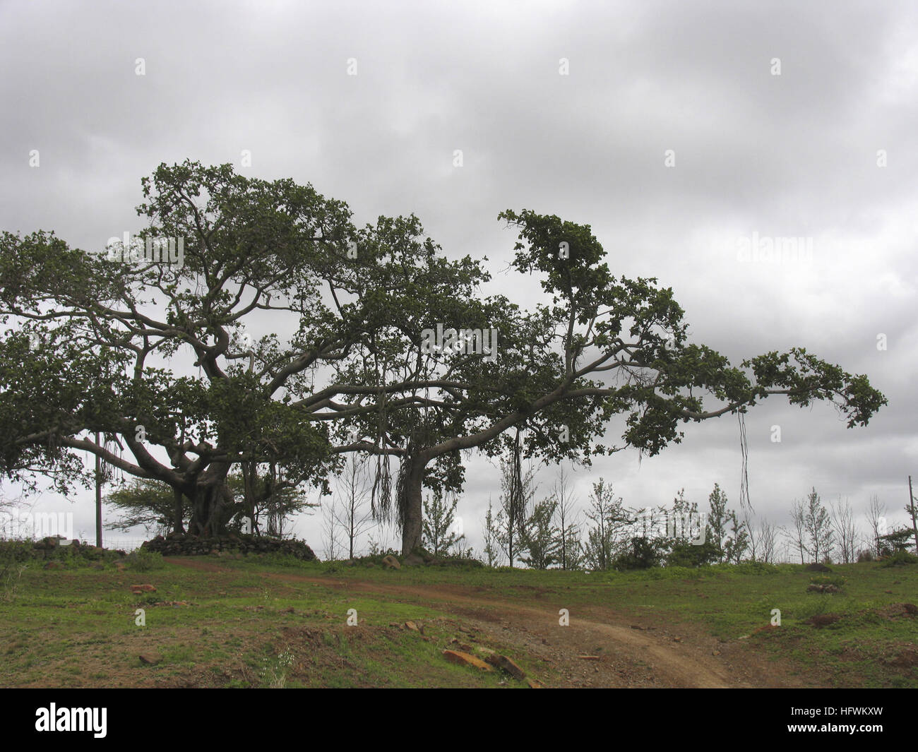 Banyan, Ficus altissima, Indian banyan, vada tree Stock Photo - Alamy