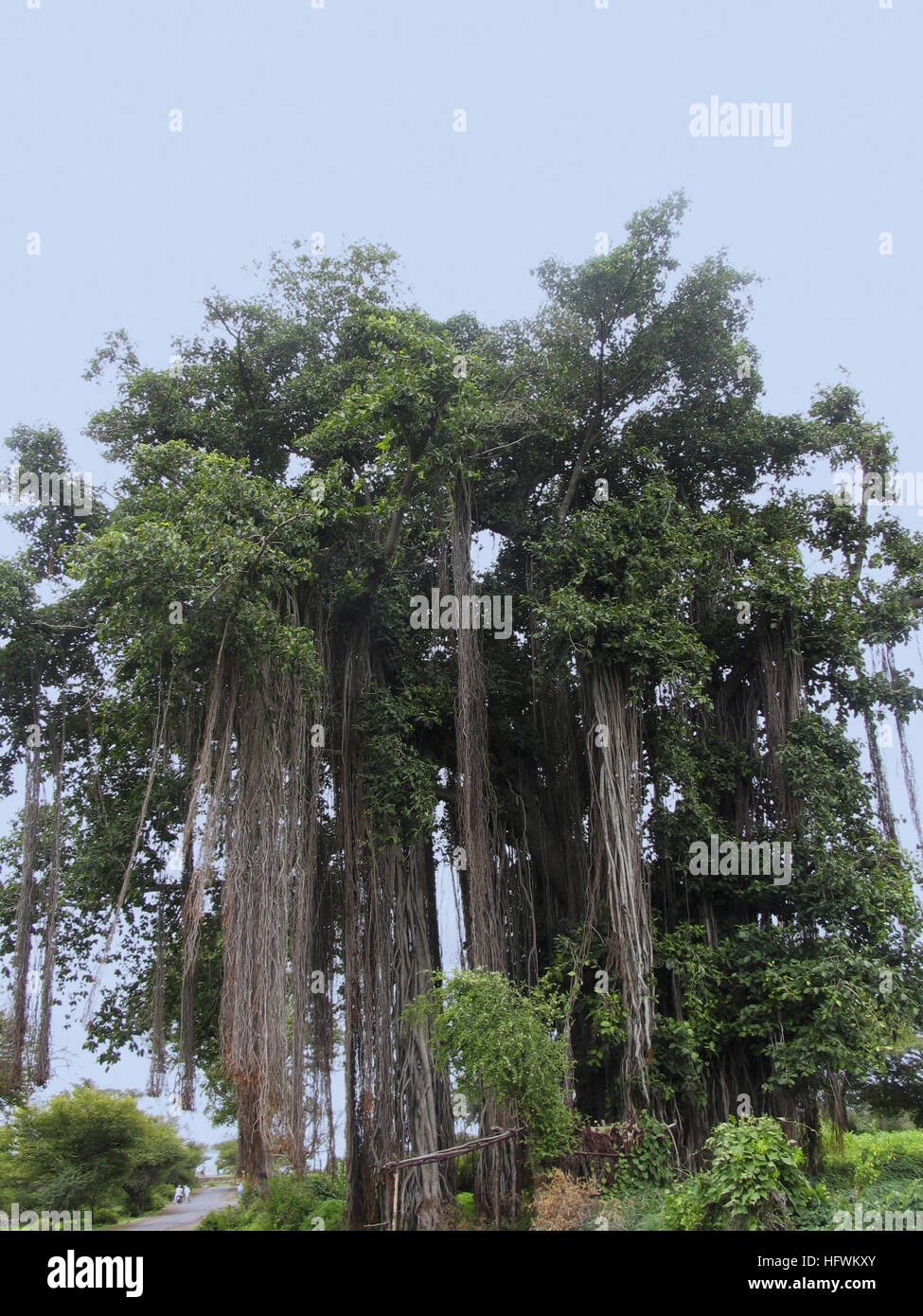 Banyan, Ficus altissima, Indian banyan, vada tree Stock Photo - Alamy