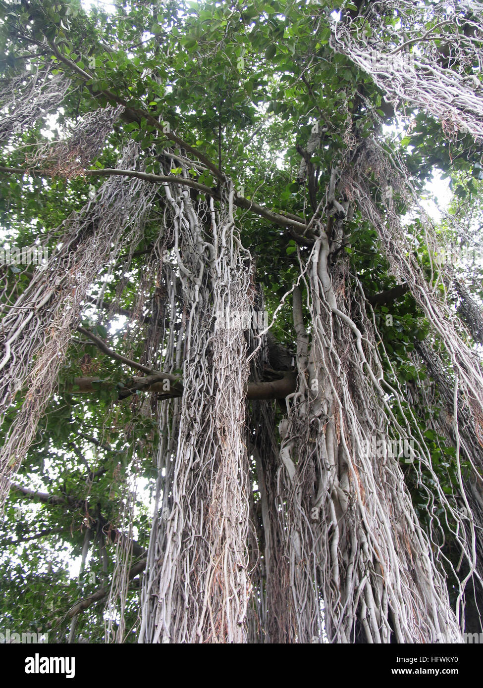 Banyan, Ficus altissima, Indian banyan, vada tree Stock Photo - Alamy
