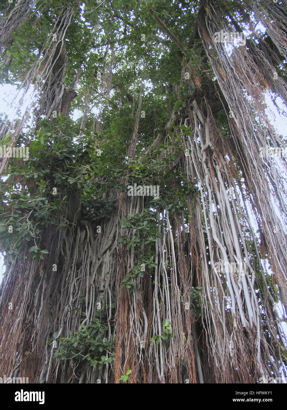 Banyan, Ficus altissima, Indian banyan, vada tree Stock Photo - Alamy