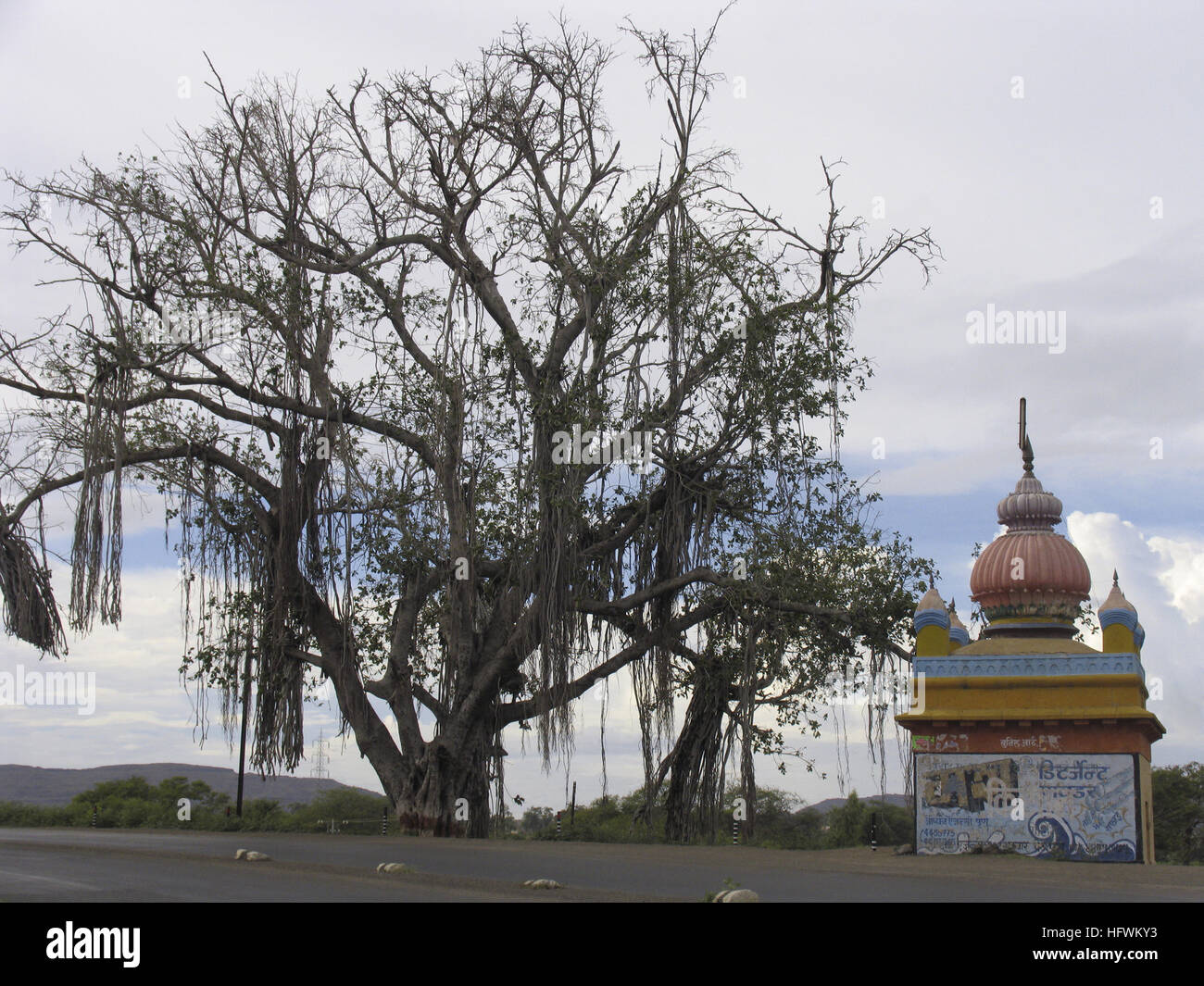 Banyan, Ficus altissima, Indian banyan, vada tree, temple Stock Photo ...