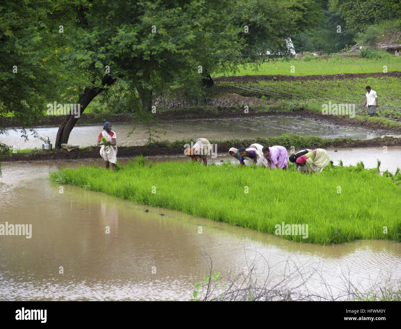 Women working in the paddy field Stock Photo - Alamy