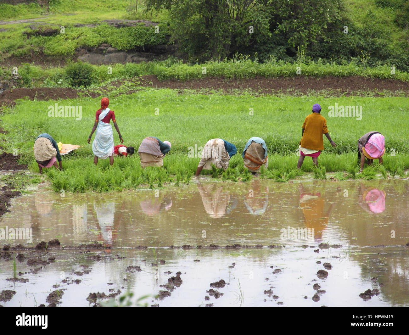 Indian women working in paddy hi-res stock photography and images - Alamy