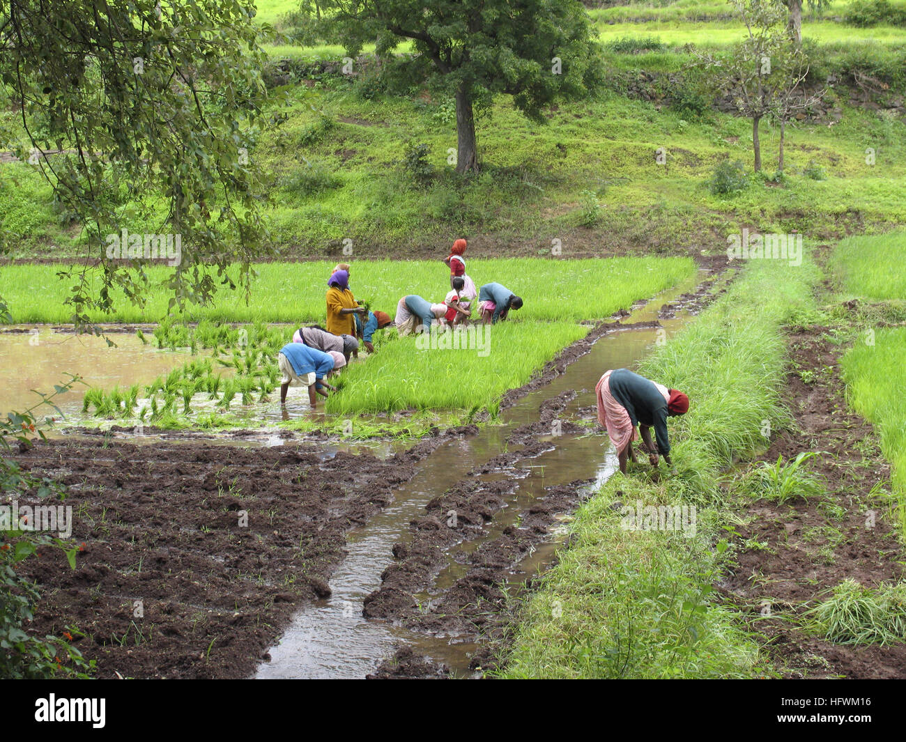 Indian women working in paddy hi-res stock photography and images - Alamy