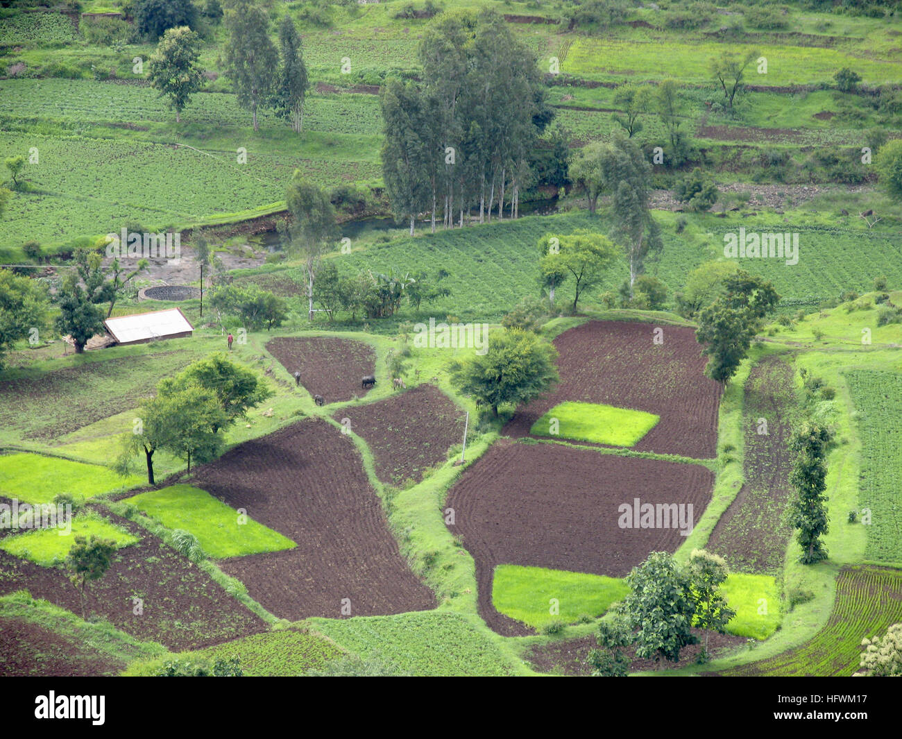 Top view of agriculture land with fields and trees Stock Photo - Alamy