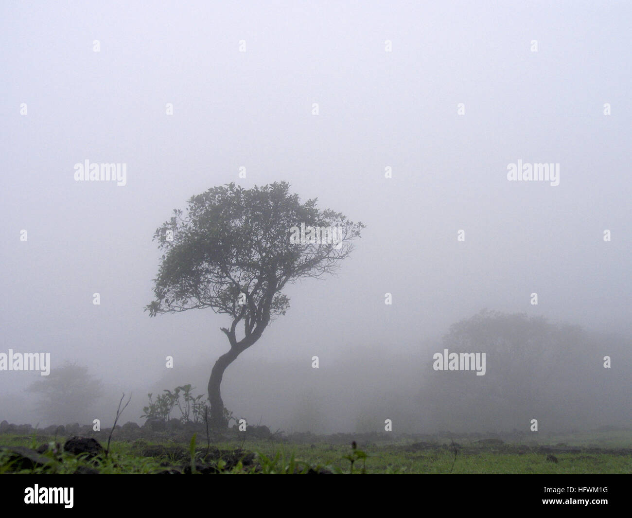 Tree seen through fog Stock Photo - Alamy