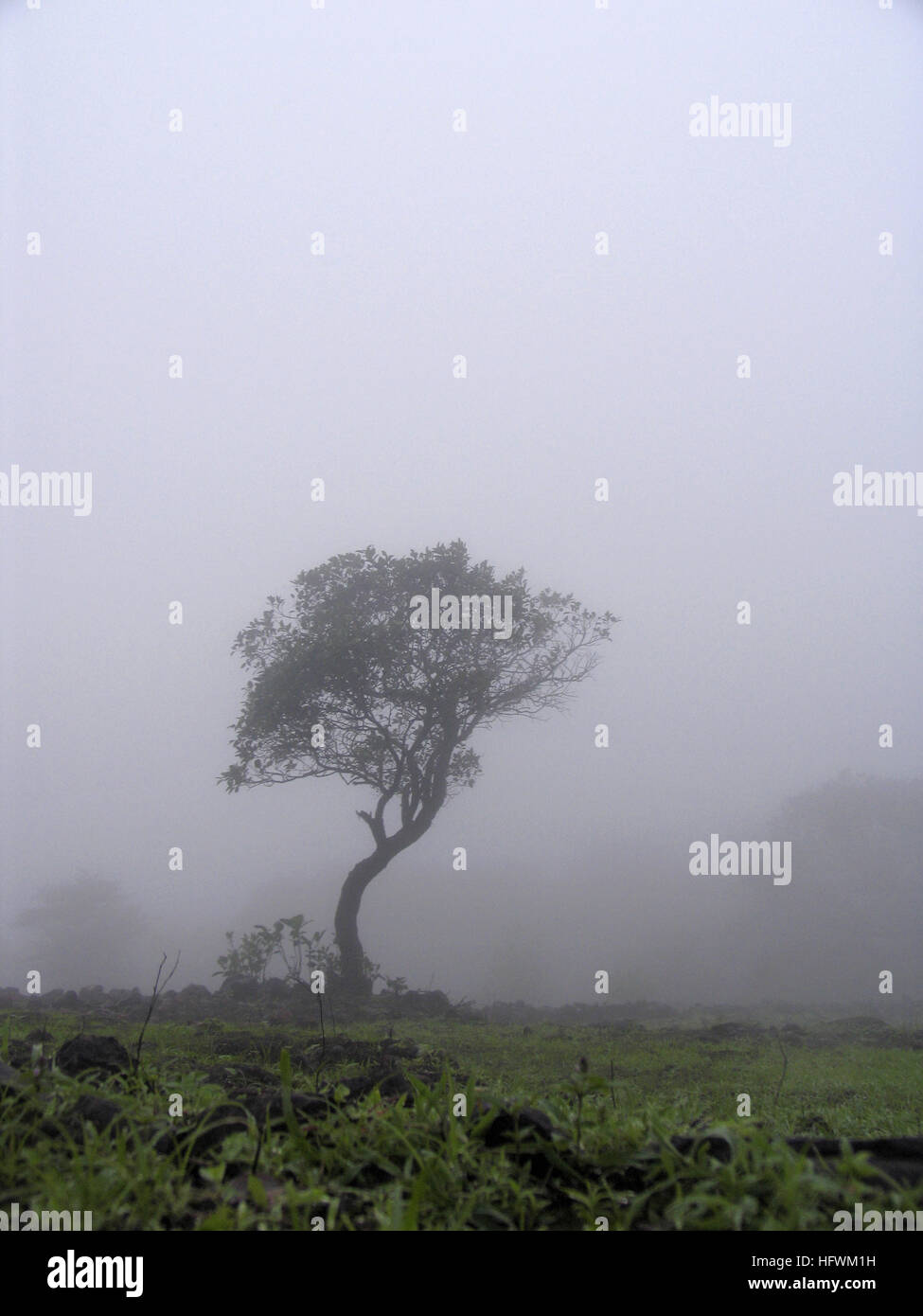 Tree seen through fog Stock Photo - Alamy