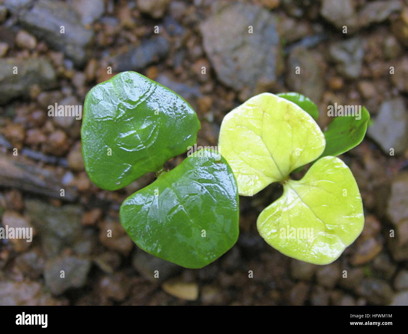 Dark and light green tender leaves Stock Photo - Alamy