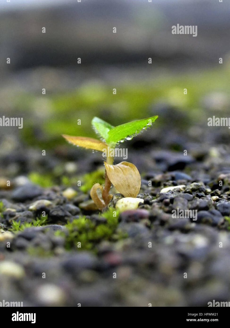 Tender plant collection hi-res stock photography and images - Alamy