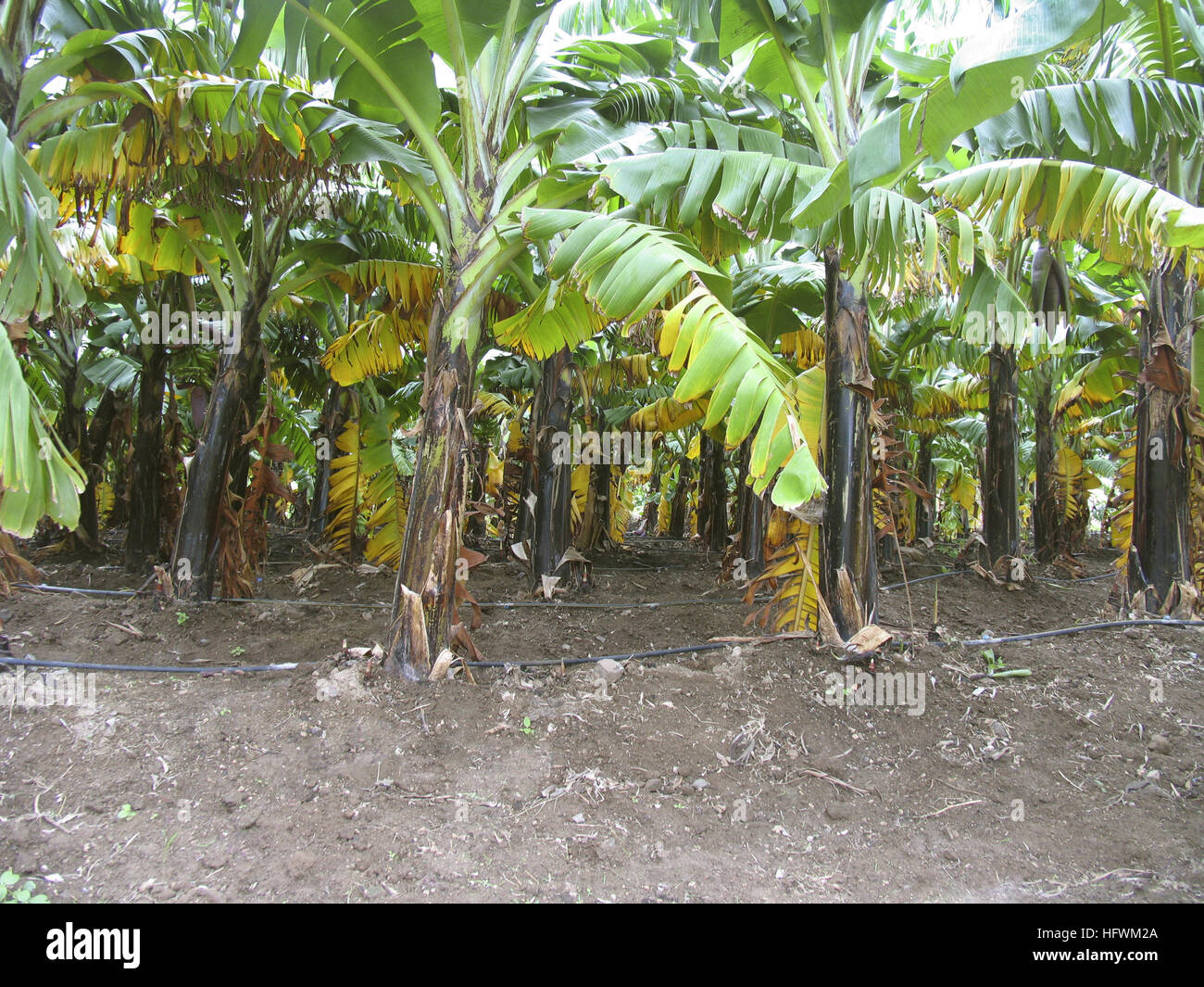 Banana tree and bunch, Musa paradisiaca Stock Photo - Alamy