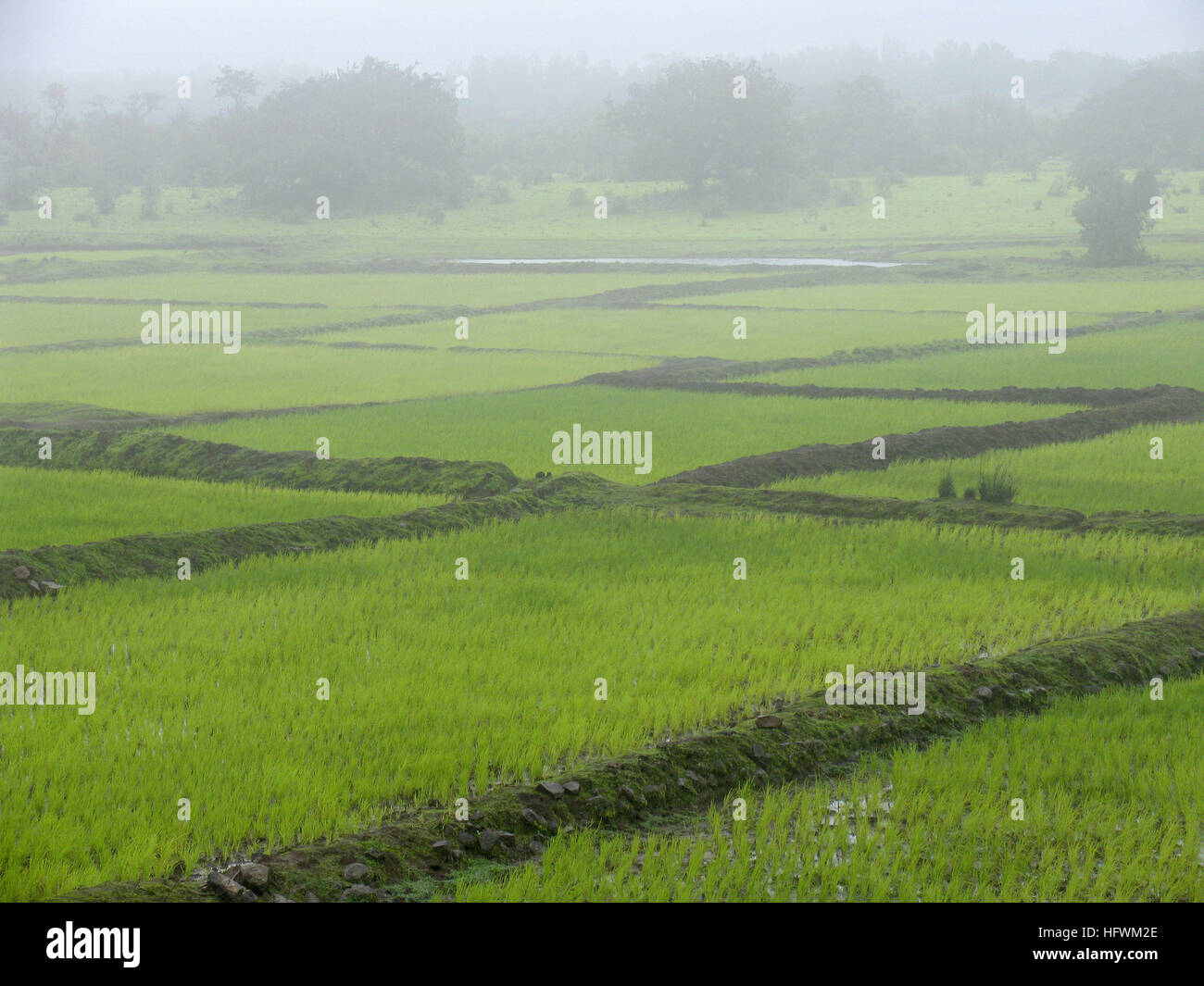 Paddy fields after cultivation. Maharashtra Stock Photo - Alamy