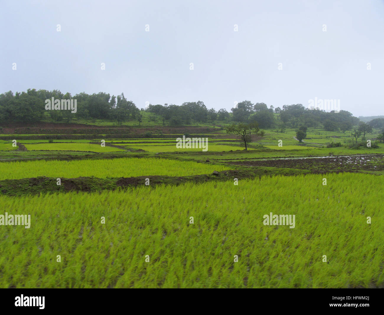 Paddy fields after cultivation. Maharashtra Stock Photo - Alamy