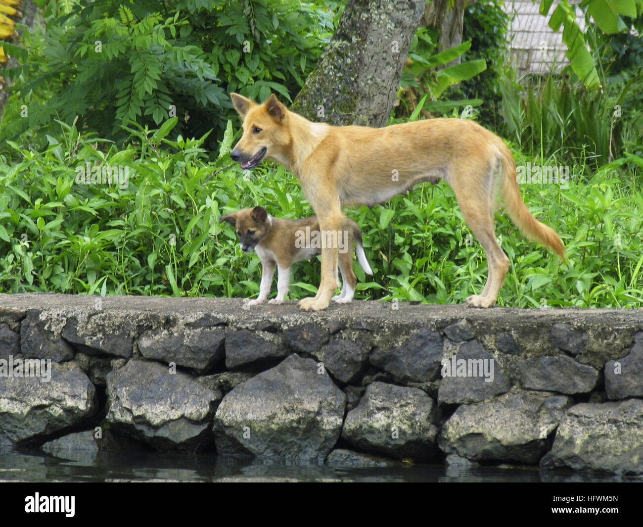Dogs on a river bank—back waters of Kerala, India Stock Photo - Alamy