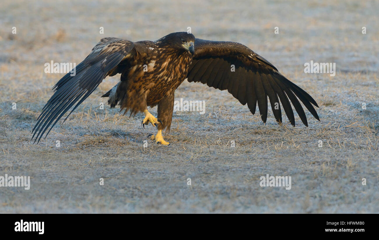 A juvenile White-tailed Eagle walking around on a frosty field Stock ...