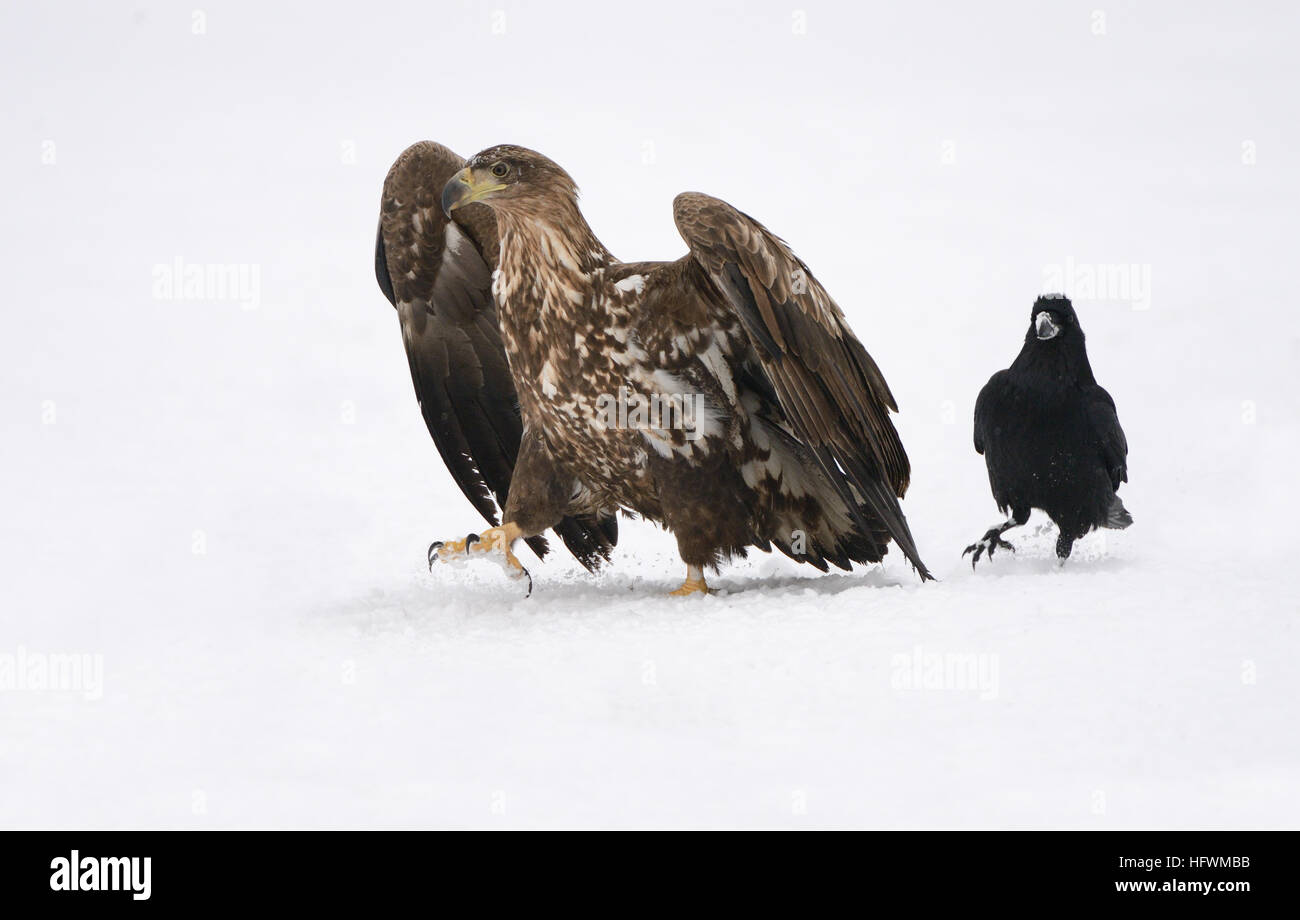 Mature raven hi-res stock photography and images - Alamy