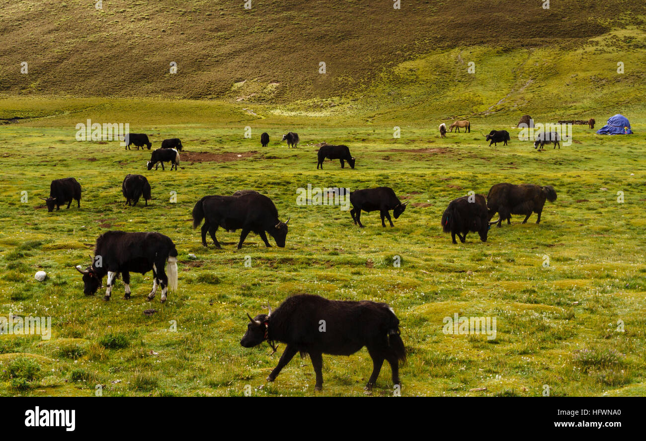 Green and tibet plateau pasture hi-res stock photography and images - Alamy