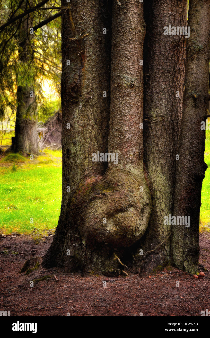 Virgin forests hi-res stock photography and images - Alamy