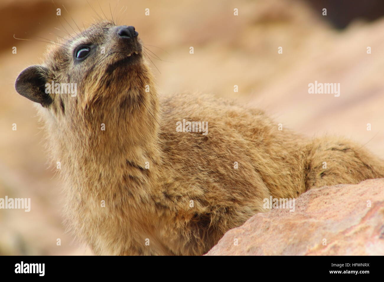 Hyrax in Mossel Bay, South Africa. In South Africa specifically known ...