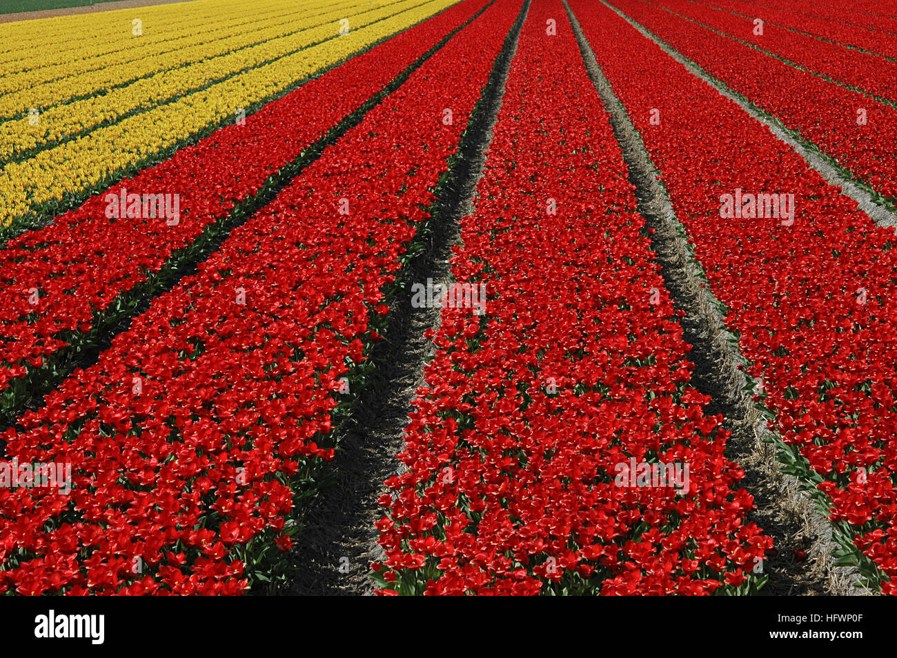Bulb fields in the Netherlands Stock Photo - Alamy