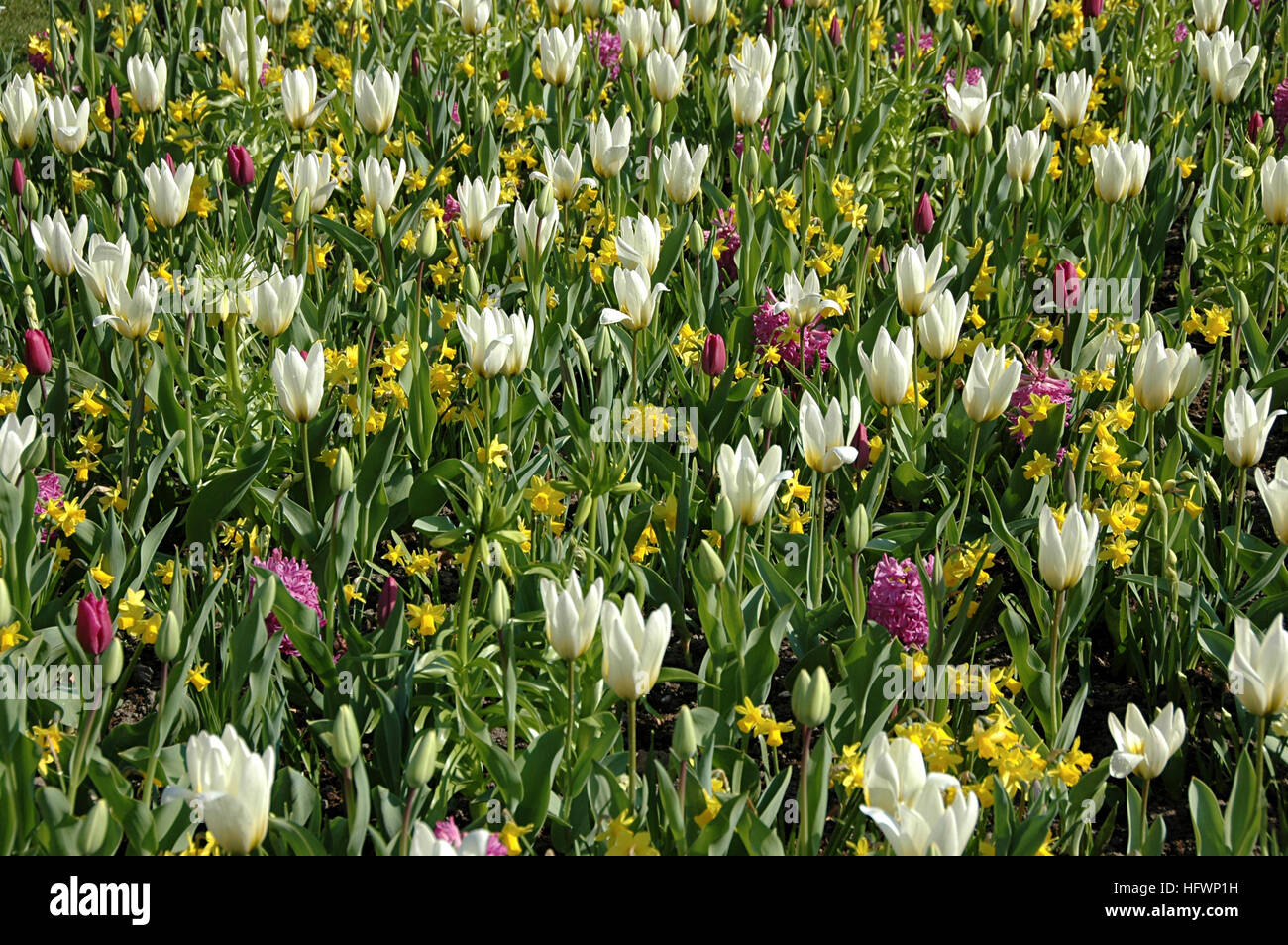 Beautiful mixture of spring flowering bulbflowers Stock Photo - Alamy