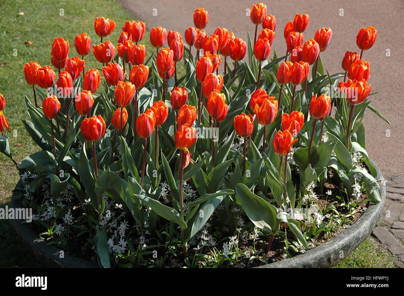 scale with orange tulips Stock Photo - Alamy