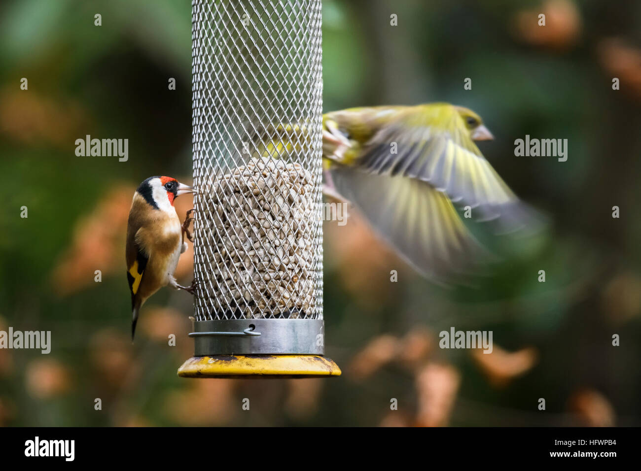 Finches flying hi-res stock photography and images - Alamy