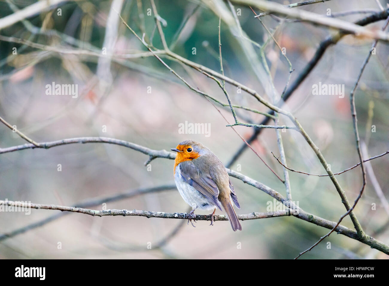 Hfwpcw hi-res stock photography and images - Alamy