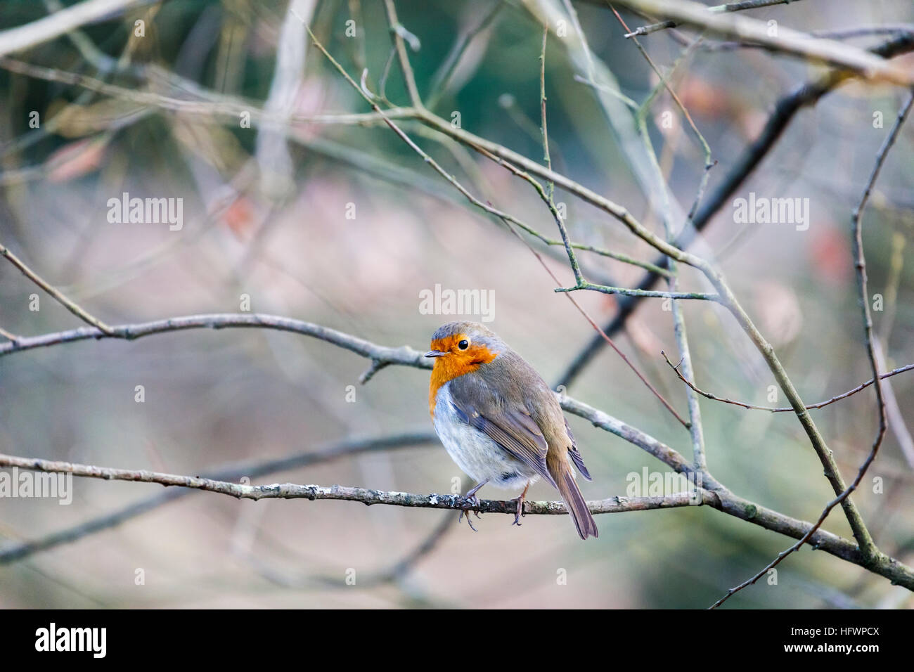 Puffed up hi-res stock photography and images - Alamy