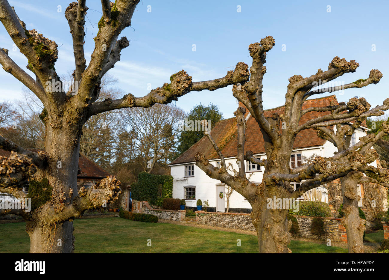 Pollarded lime trees in the garden of a large whitewashed country ...