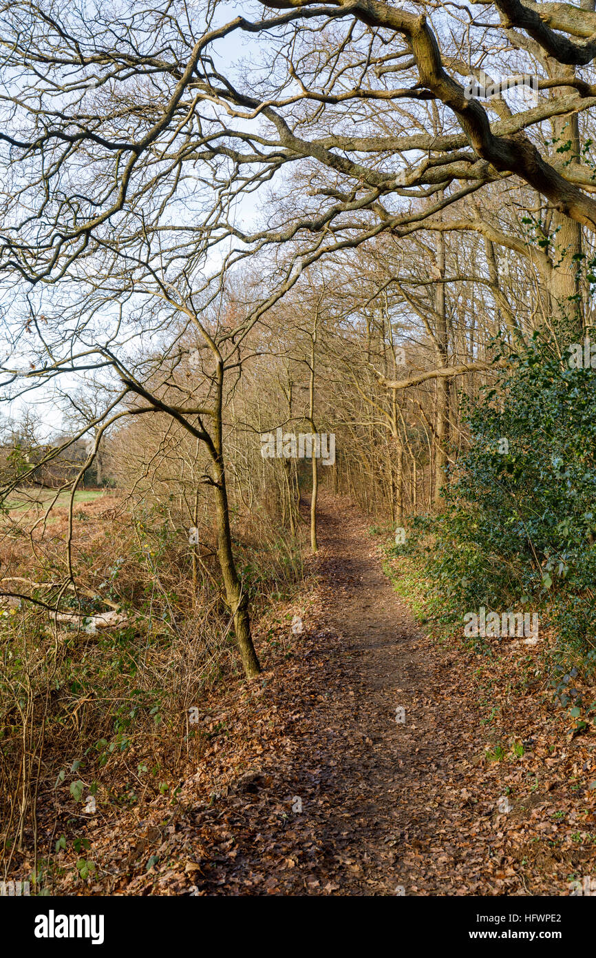 Woodland public bridleway path with fallen leaves and bare trees at ...