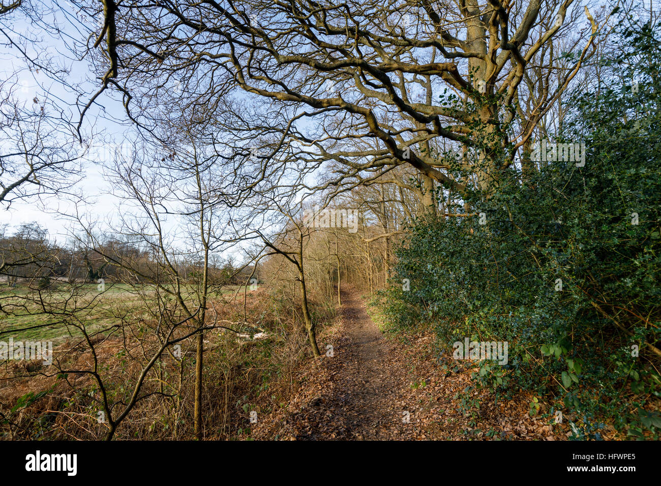 Woodland public bridleway path with fallen leaves and bare trees at ...