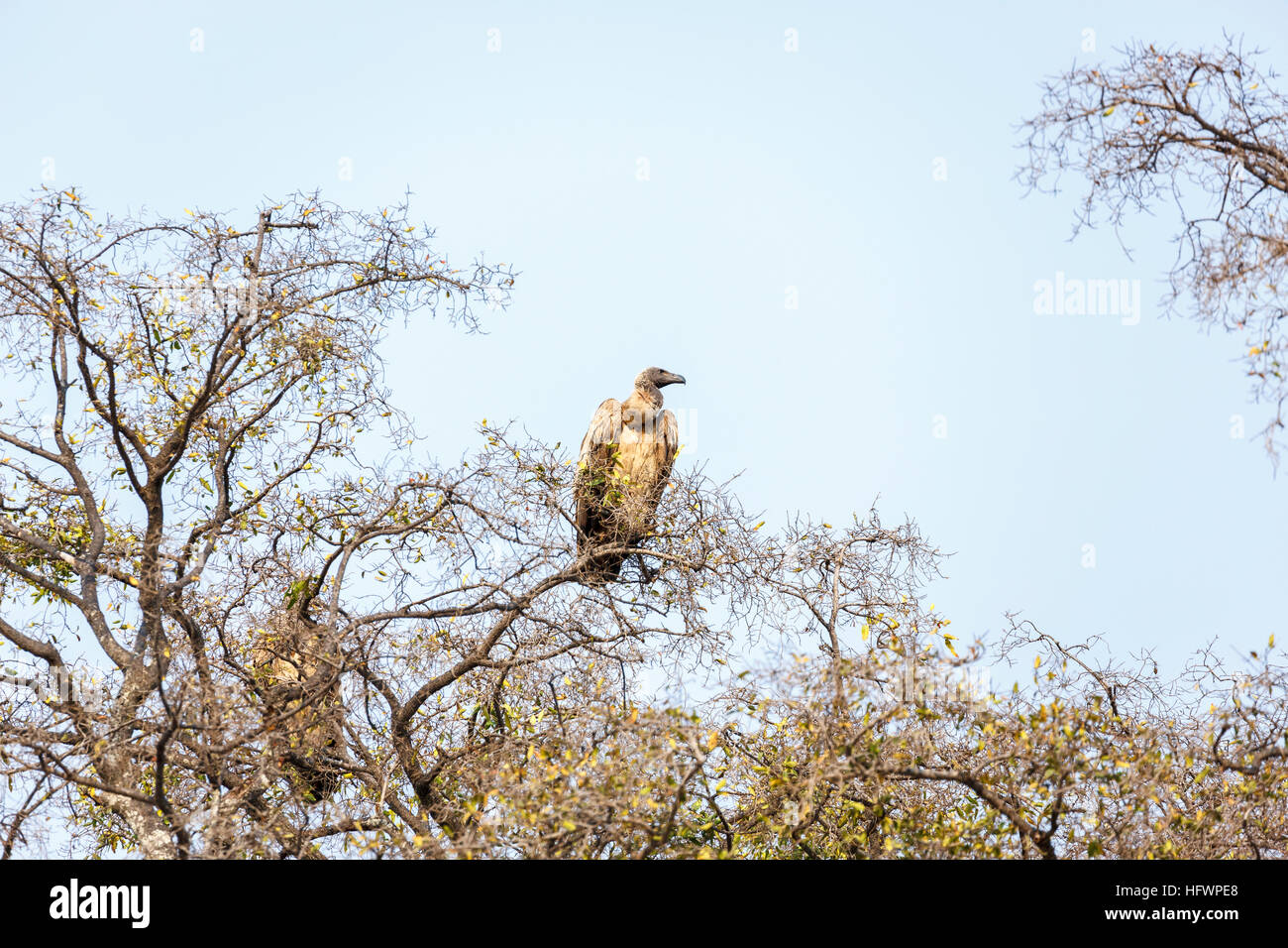 Cape Griffon or Cape Vulture (Gyps coprotheres), Sandibe Camp, adjacent ...