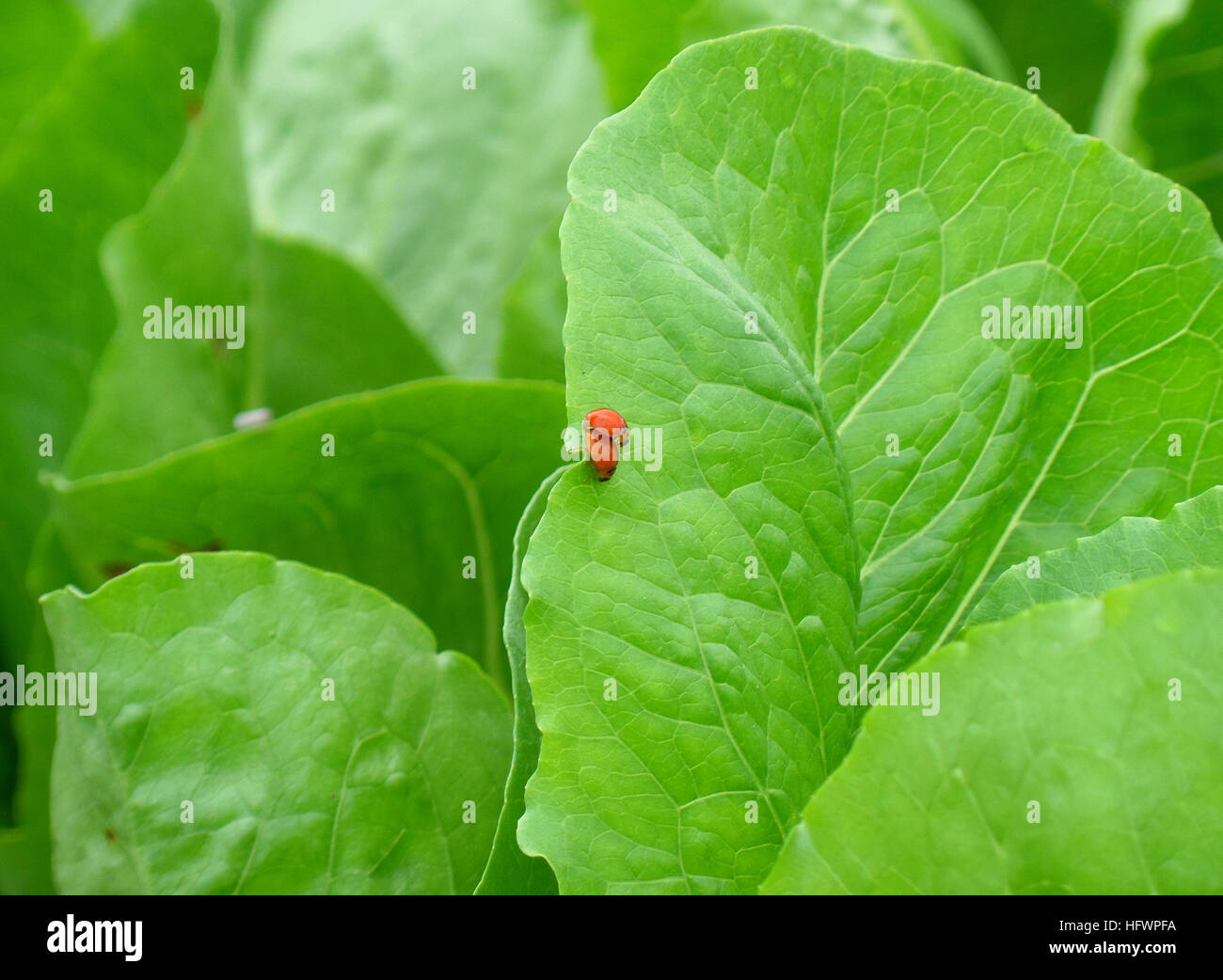 Two red ladybug making love on the bright green vegetable Stock Photo ...