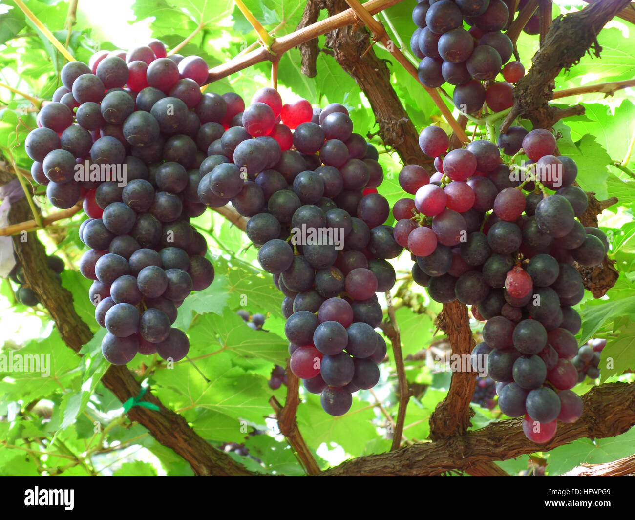 Grapes tree hi-res stock photography and images - Alamy