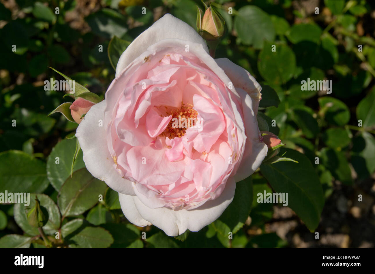 Rosa Petit Trianon (aka Meigideon Stock Photo - Alamy