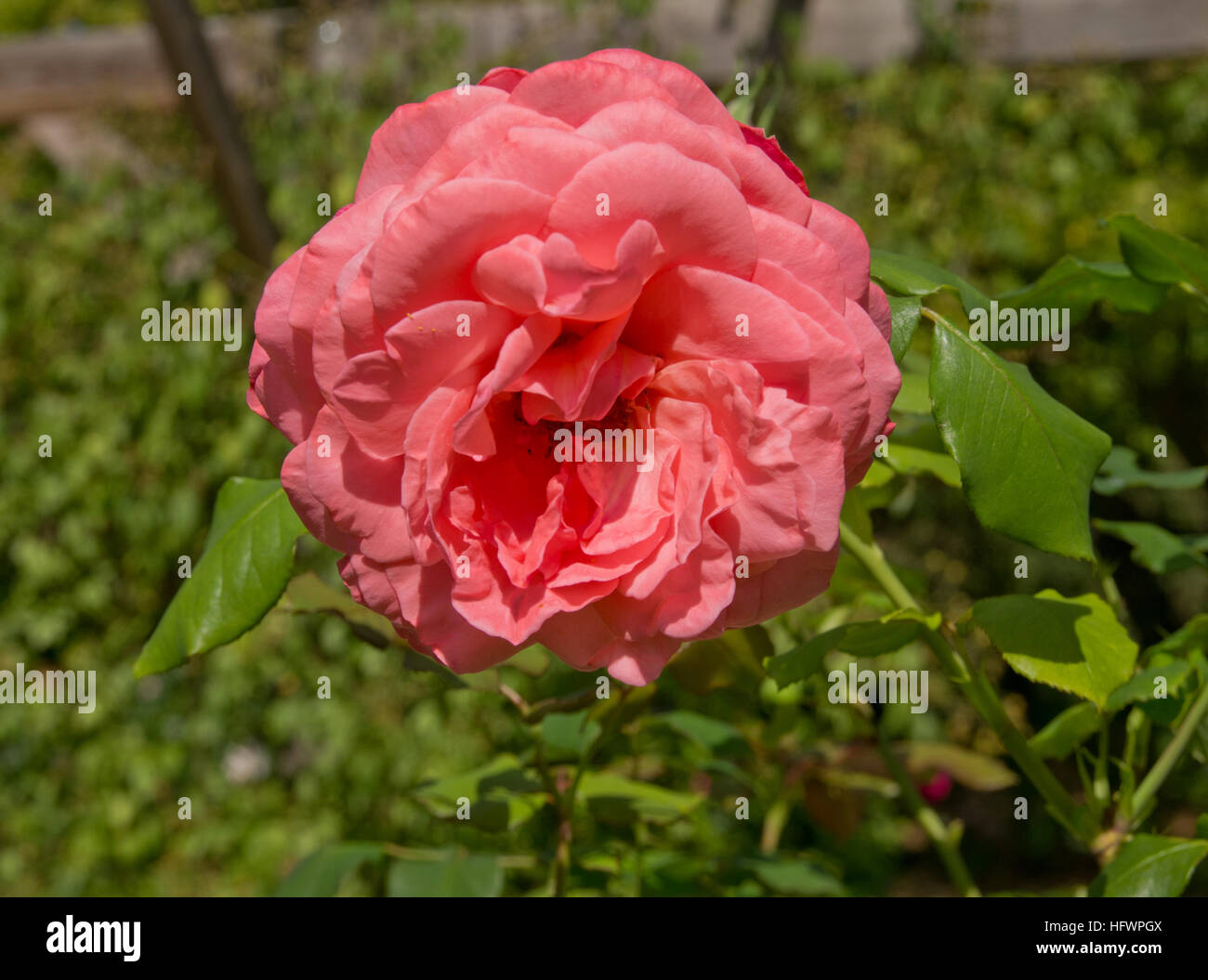 Rosa Arthur Rimbaud Stock Photo - Alamy