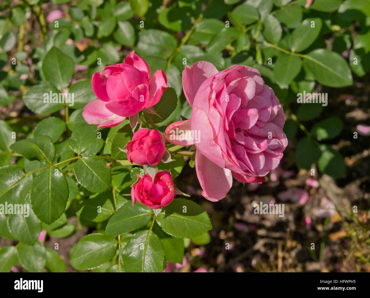Rosa Leonardo da Vinci Stock Photo - Alamy
