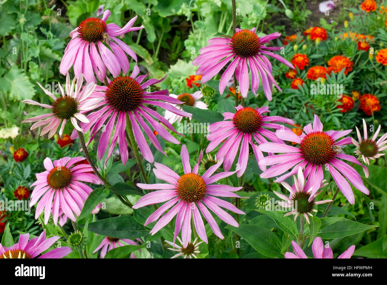 Pink flower Echinacea it is used for production of medicinal tinctures ...