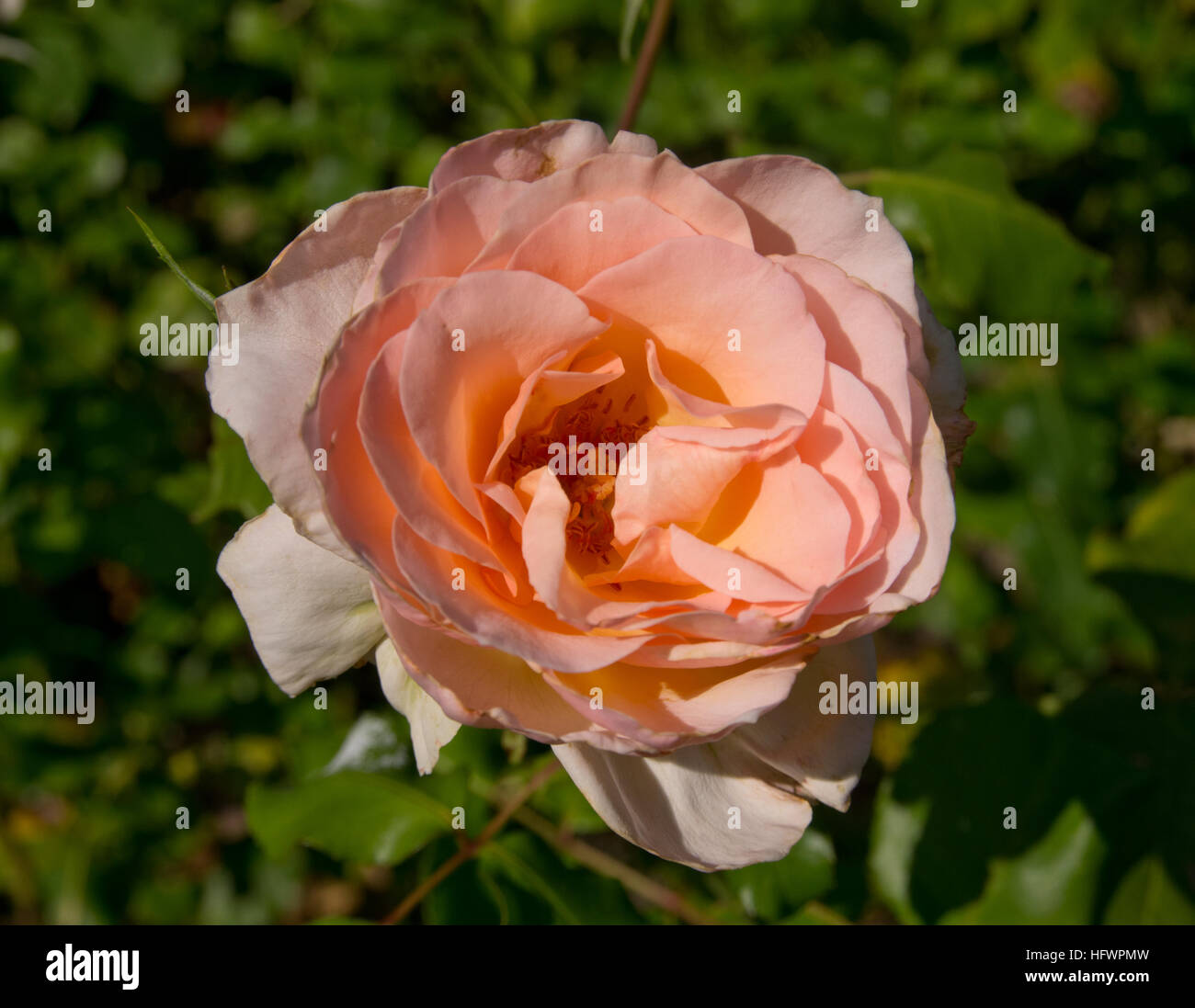 Rose Strauss High Resolution Stock Photography and Images - Alamy
