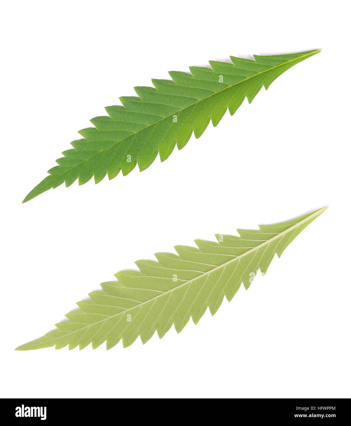 Two sides of hemp leaf isolated on white background Stock Photo - Alamy