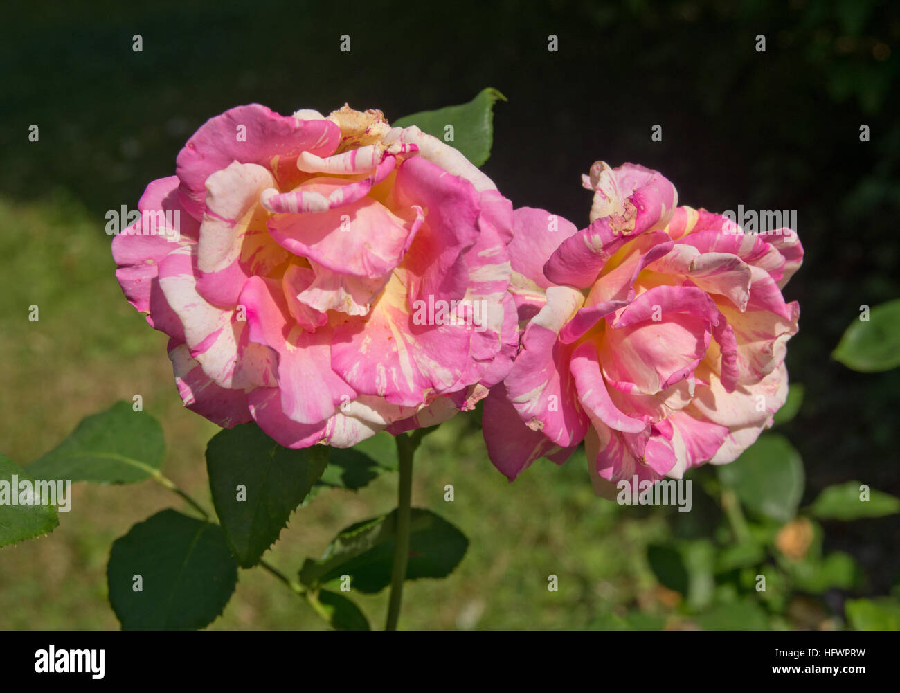Rose Claud Monet Stock Photo - Alamy